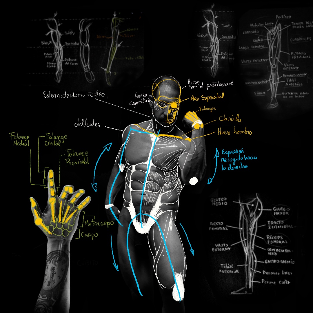 Anatomía Artística¿Qué es y cómo surge? | soydanny